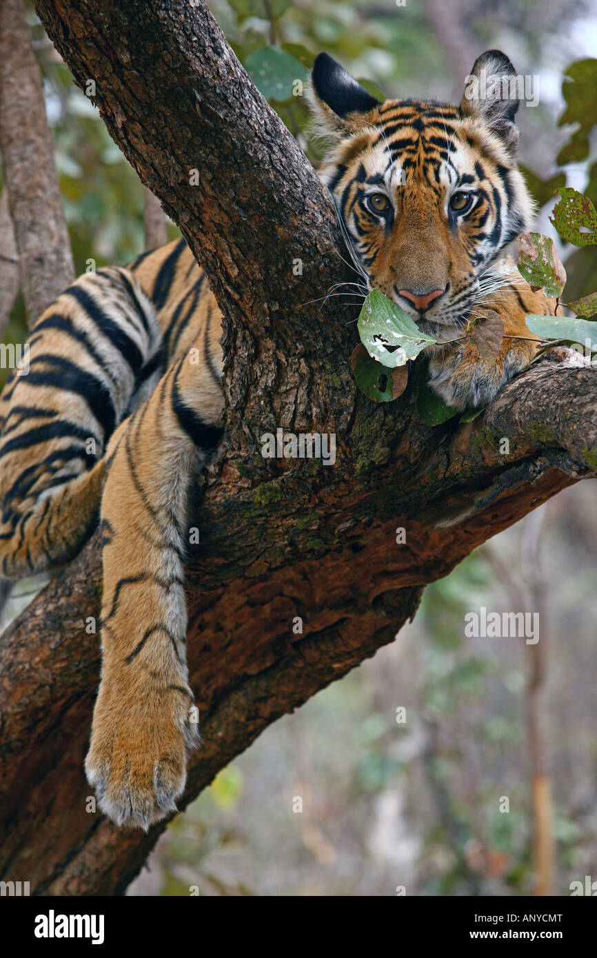 Royal Bengal Tiger atop a Tree Stock Photo - Alamy