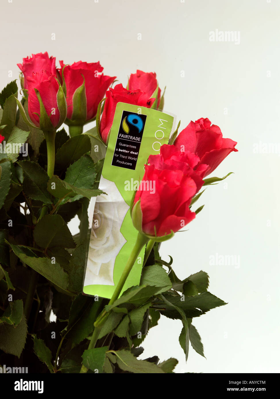 Fairtrade Roses from Kenya Stock Photo - Alamy