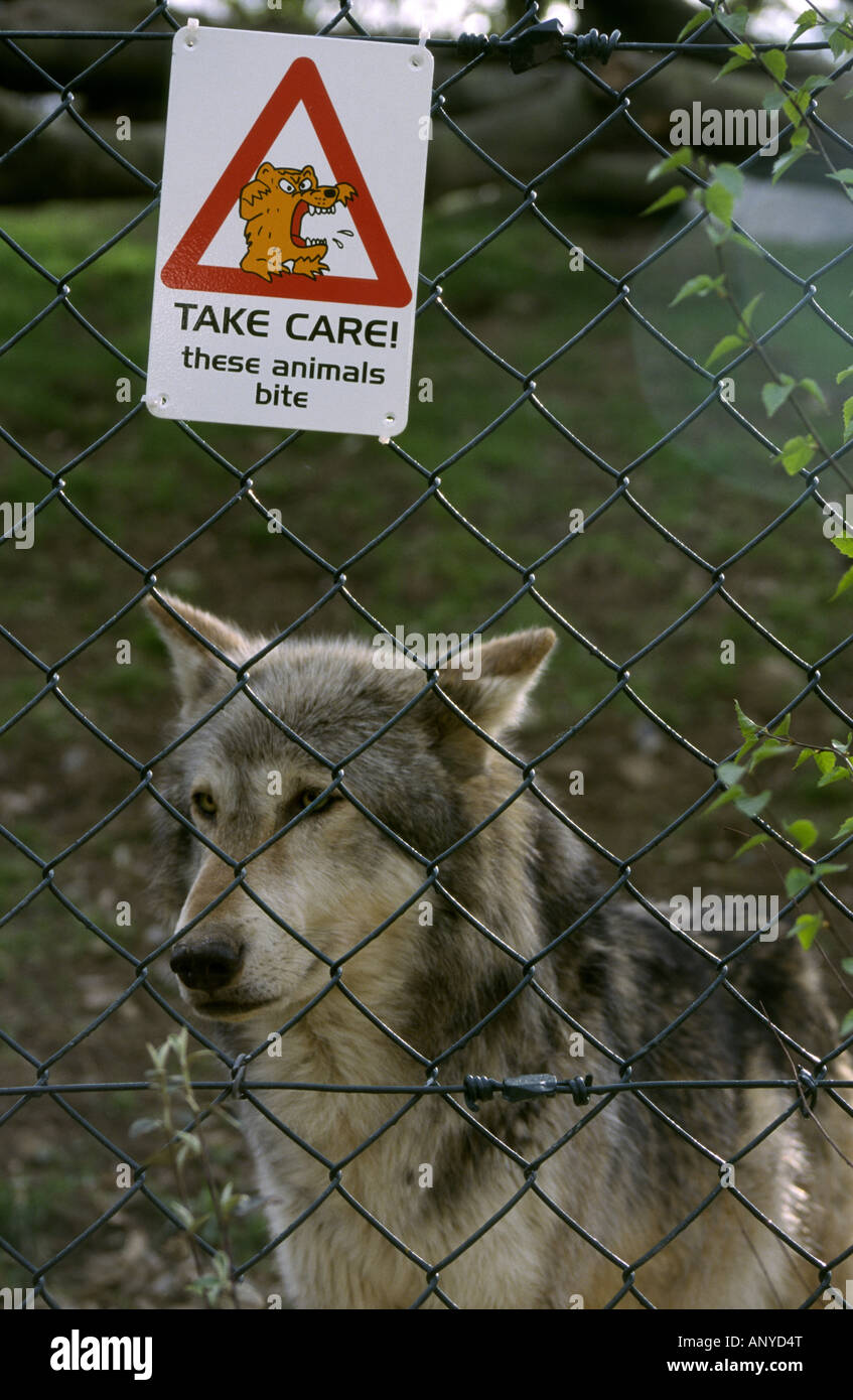 Gray Wolf Bite High Resolution Stock Photography and Images - Alamy