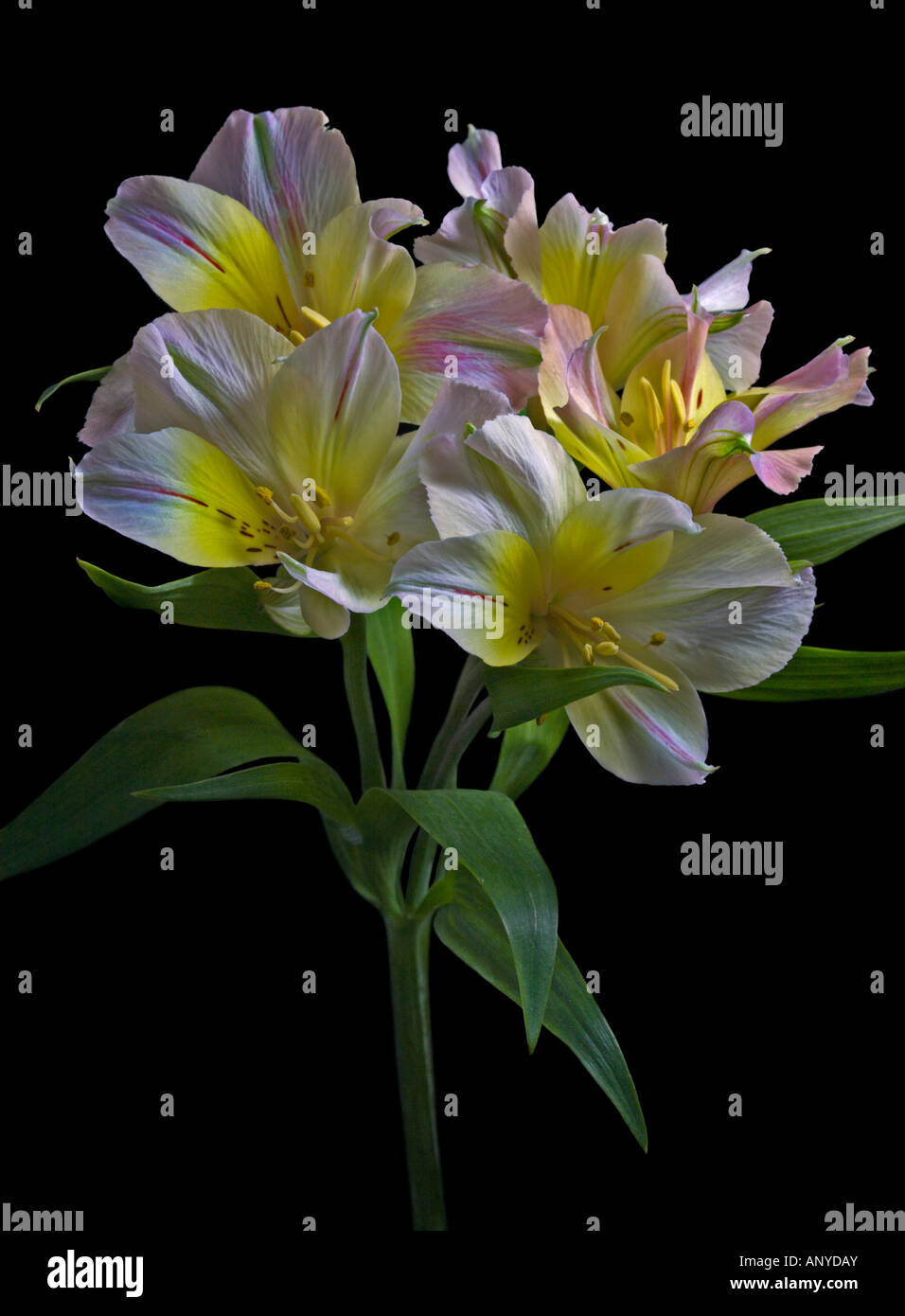 Alstroemeria hi-res stock photography and images - Alamy