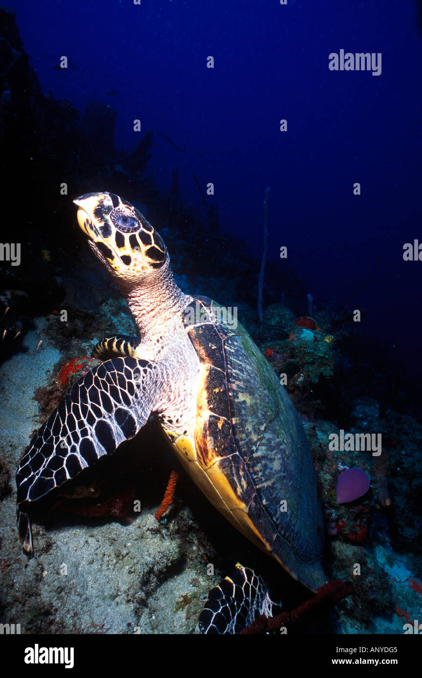 Underwater, scuba diving Soufriere Bay, loggerhead turtle, Dominica ...