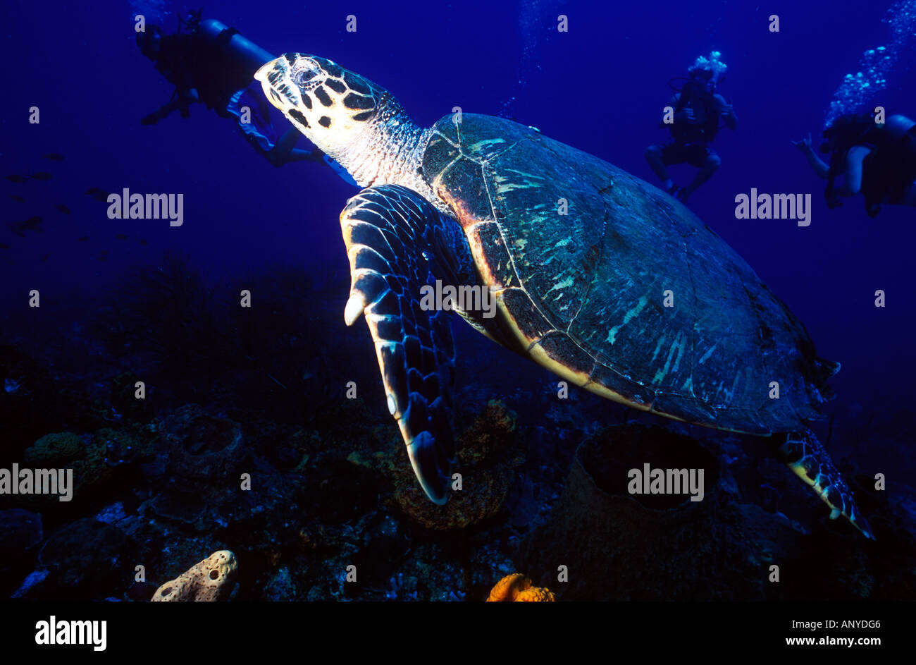 Underwater, scuba diving Soufriere Bay, loggerhead turtle, Dominica ...