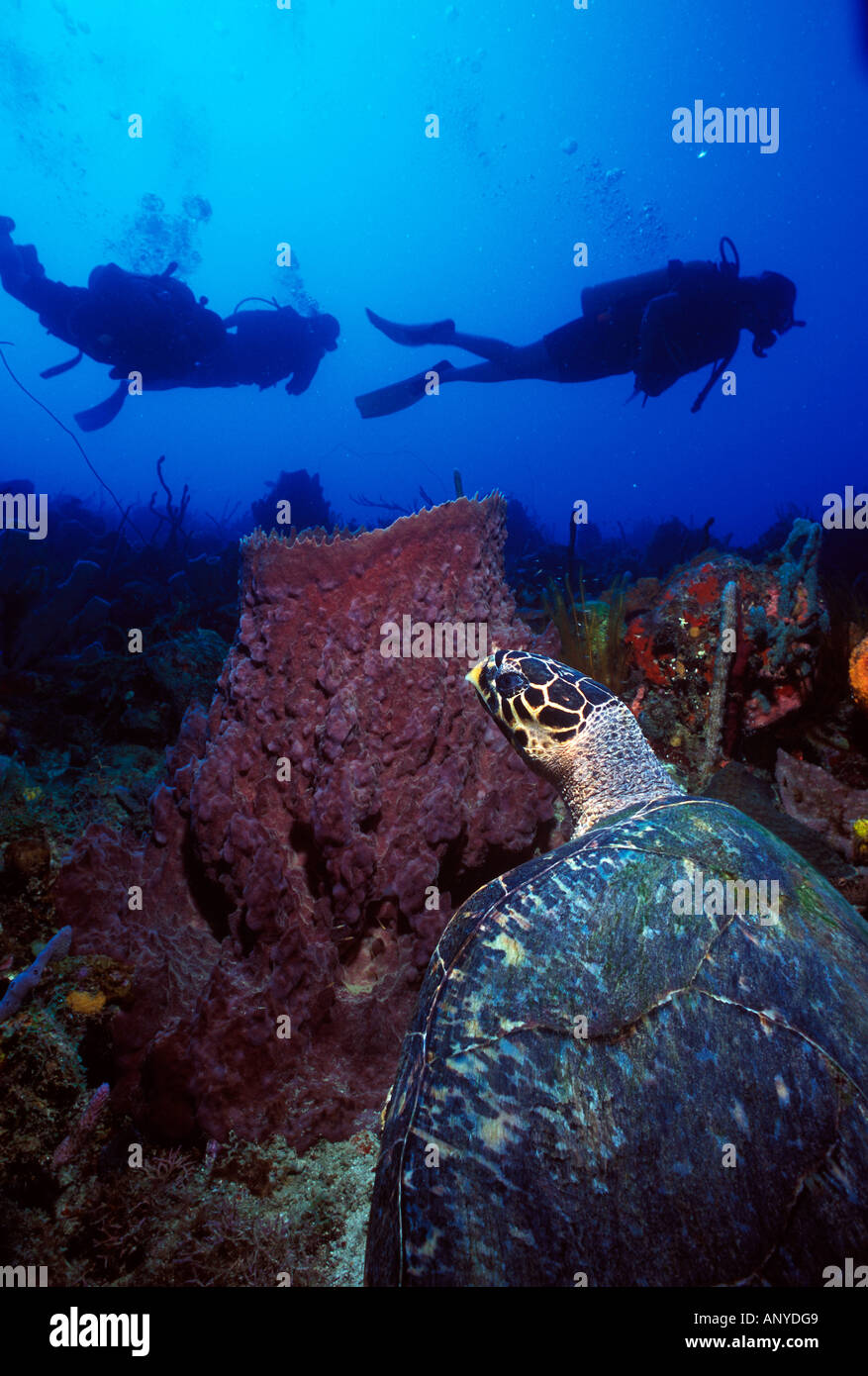 Underwater, scuba diving Soufriere Bay, loggerhead turtle, Dominica ...
