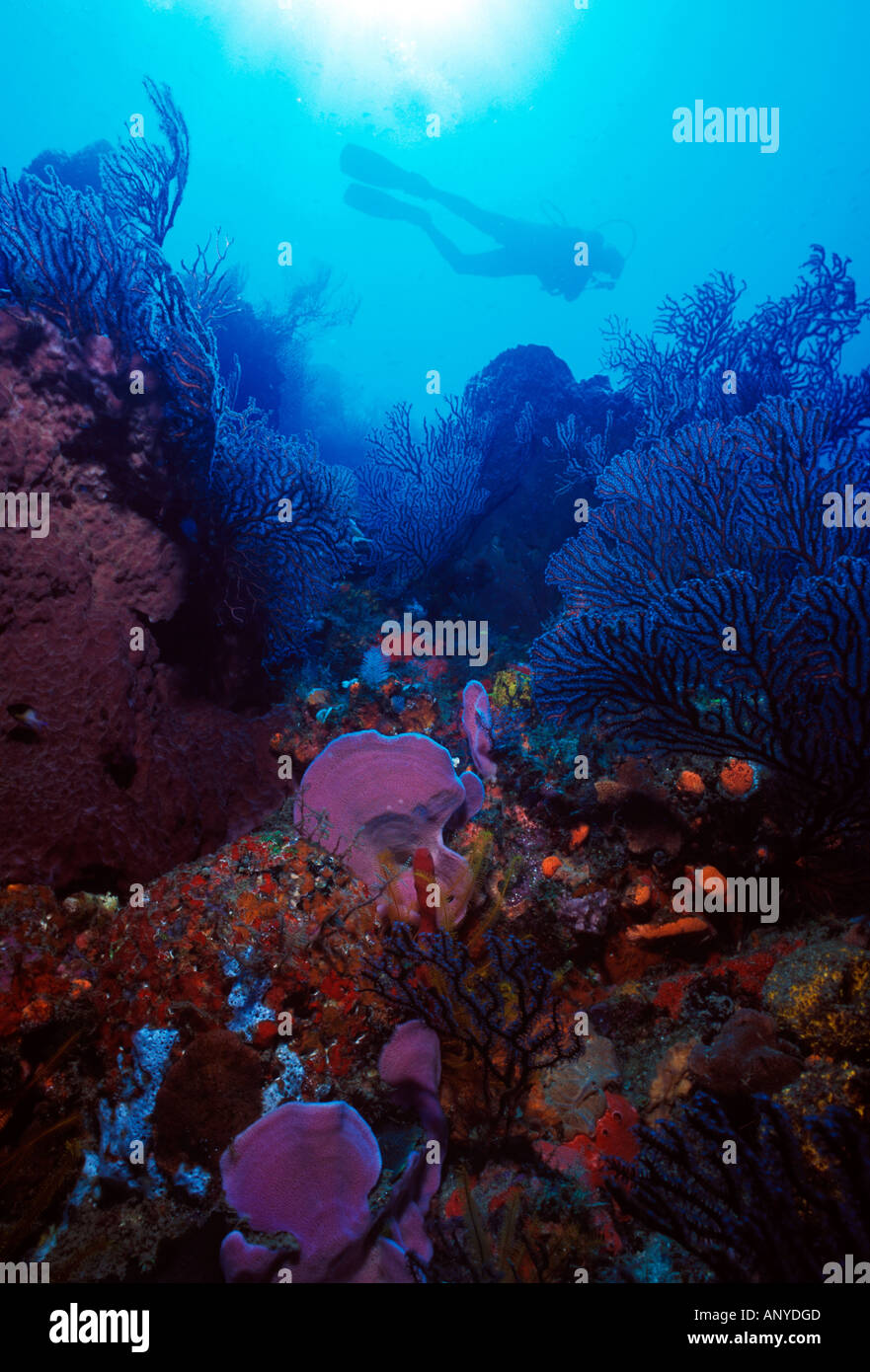 Underwater, scuba diving Soufriere Bay, Dominica, Caribbean Stock Photo ...