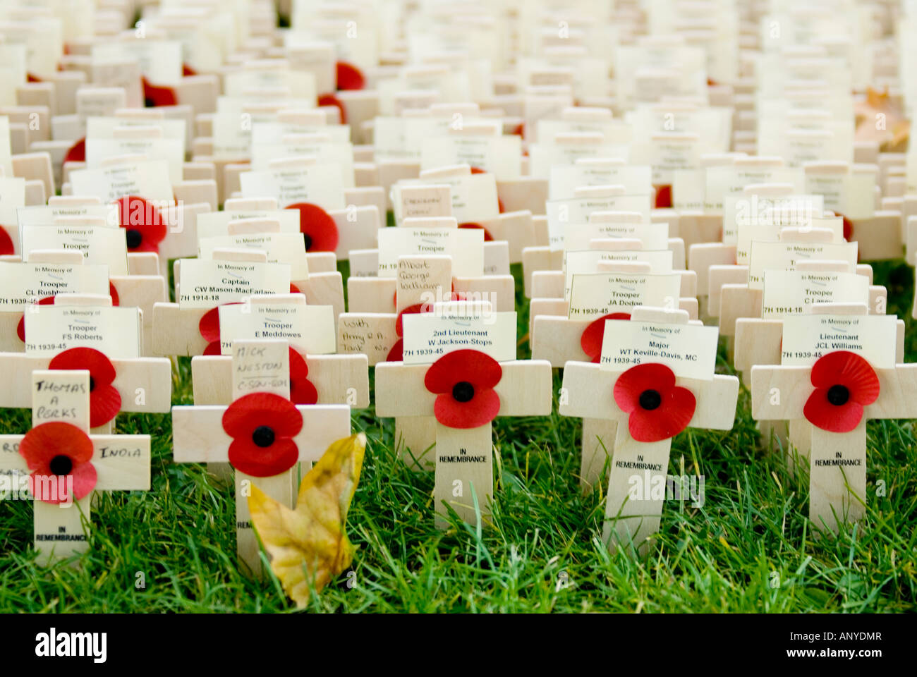 Field of poppies outside Westminster Abbey on remembrance day,cross ...