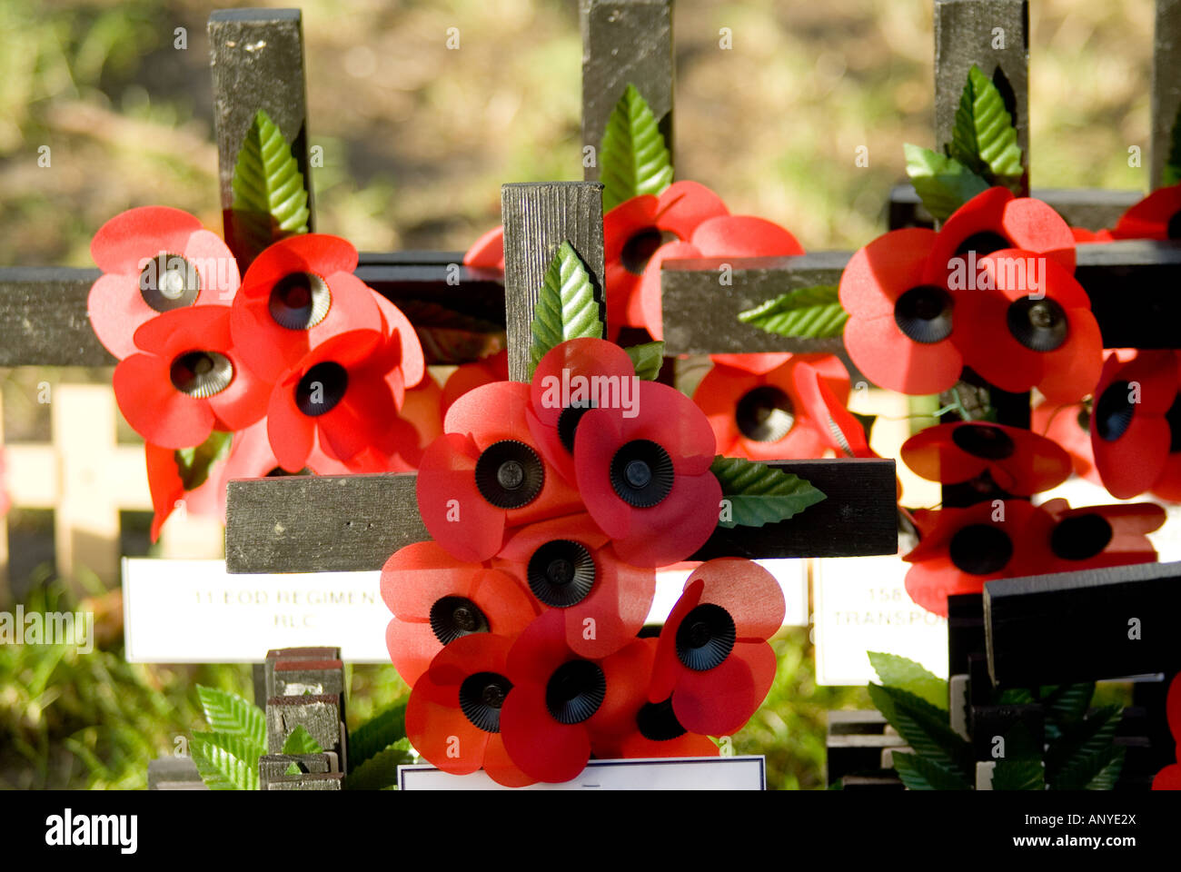 Field of poppies outside Westminster Abbey on remembrance day,cross ...