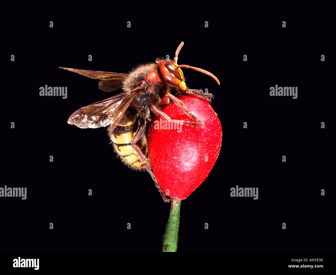 carbo HORNET ANIMAL INSECTE INSECT LOCOMOTION VOLVOLER BUTINER GATHER ...