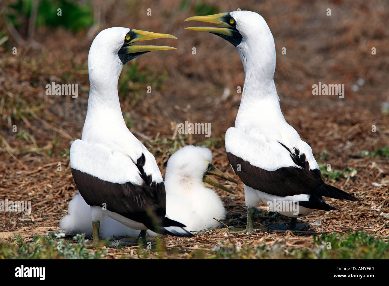 White Booby Sula Leucogaster Is A Large Seabird Of The Gannet Family Of The Abrolhos Island white-booby-sula-leucogaster-is-a-large-seabird-of-the-gannet-family-of-the-abrolhos-island