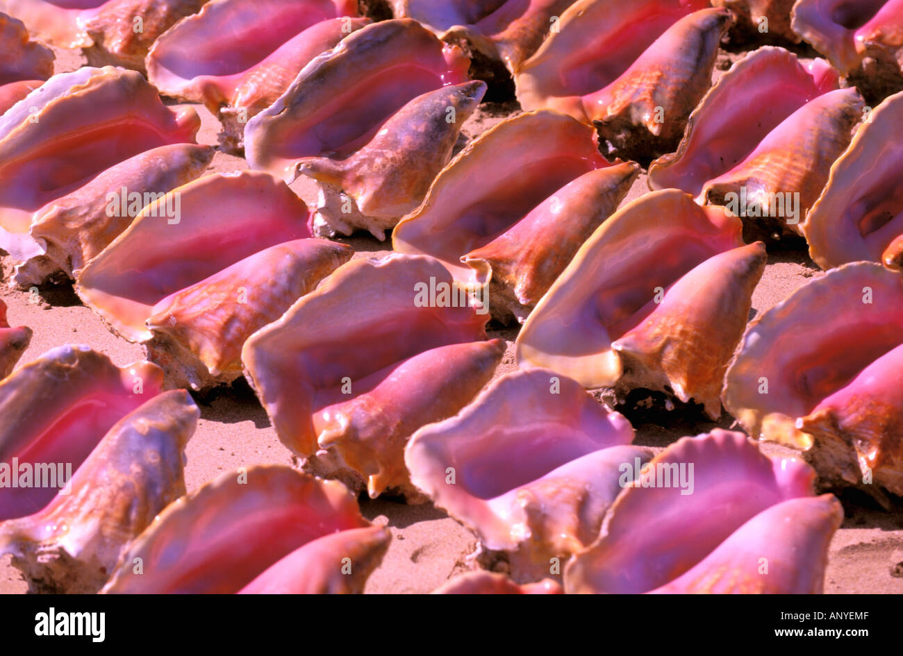 Caribbean, Saint Kitts, Frigate Bay. Conch Shells Stock Photo - Alamy