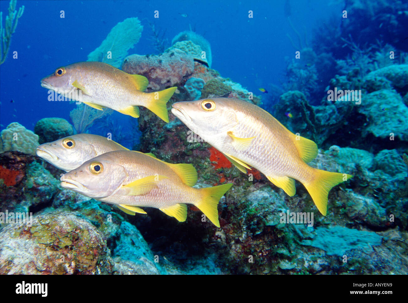 Cayman Islands, School of Schoolmaster Snapper Stock Photo - Alamy