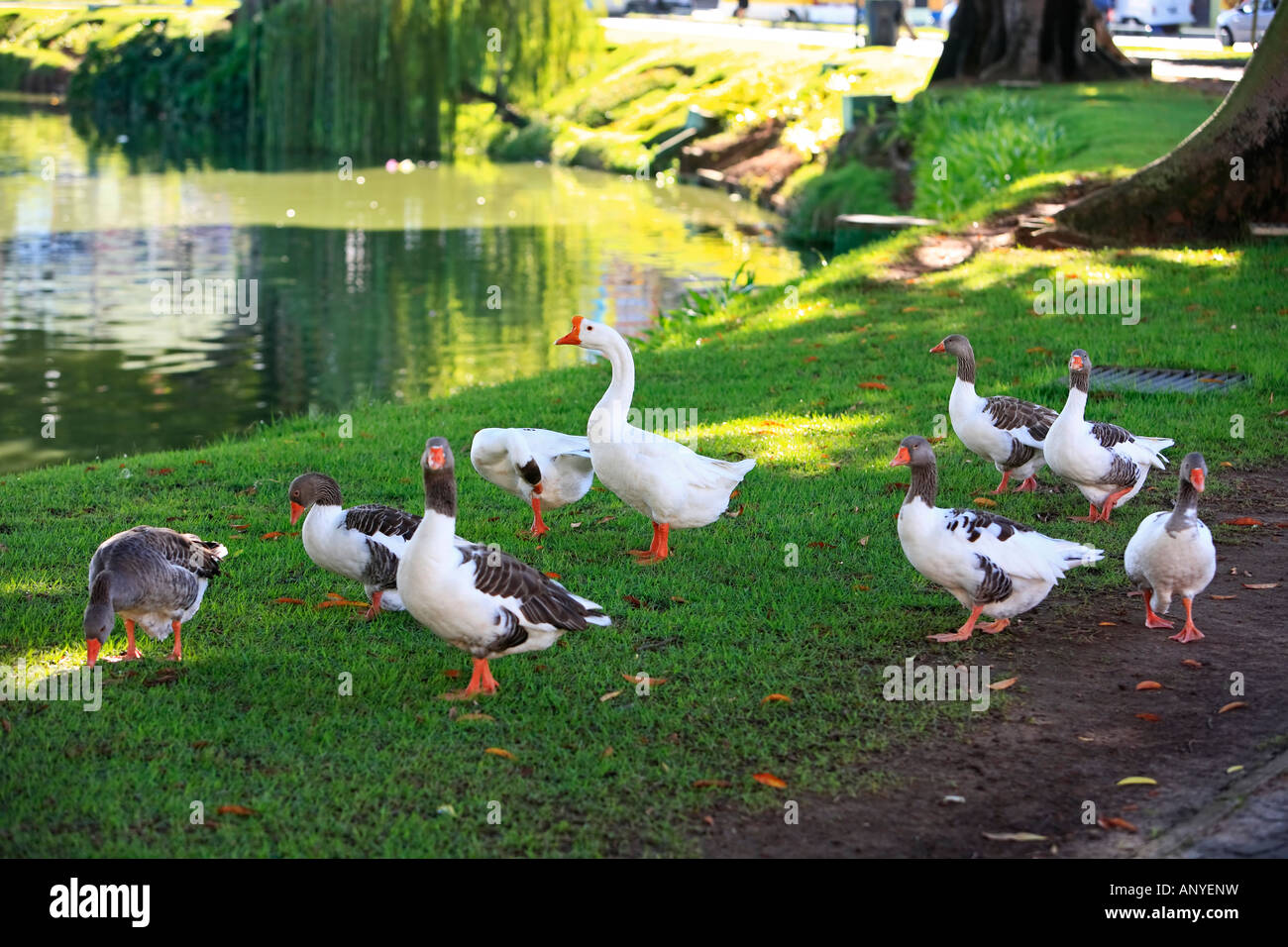 Greylag Goose Anser anser by the water in salvador de bahia brazil ...