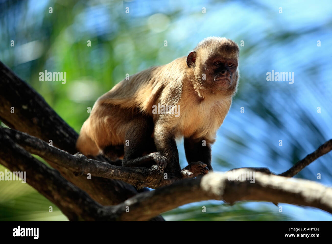 Brazilian Macaque monkey in trees of the rain forest Stock Photo - Alamy