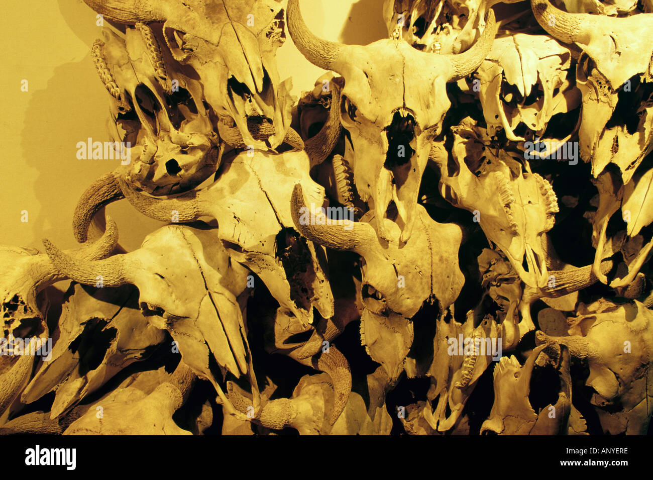 Bison skulls hi-res stock photography and images - Alamy