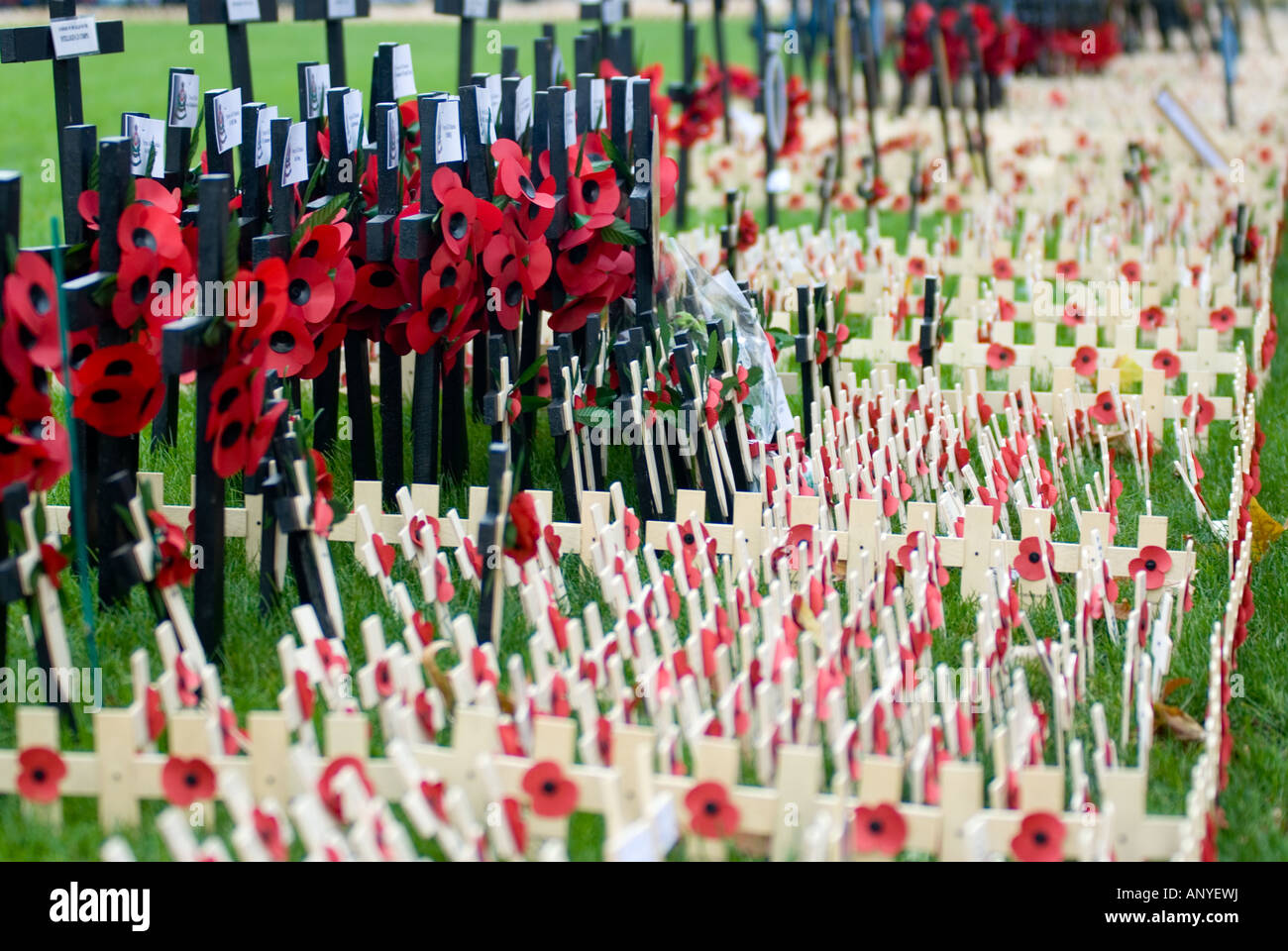 Field of poppies outside Westminster Abbey on remembrance day,cross ...
