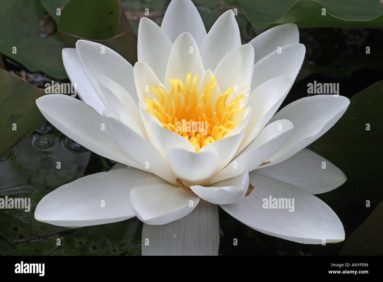 white water lily / Nymphaea alba Stock Photo - Alamy