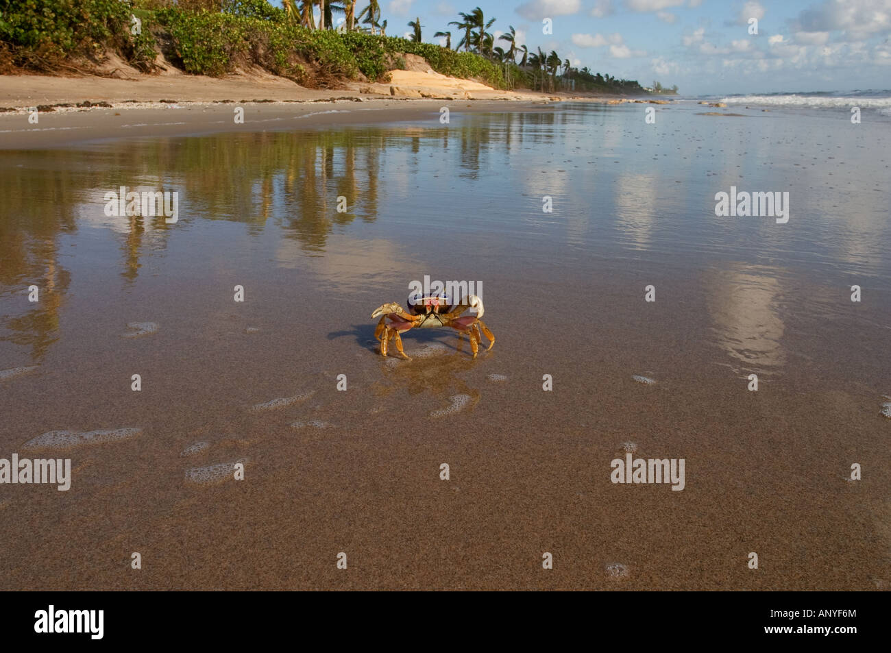 Giant land crab hi-res stock photography and images - Alamy