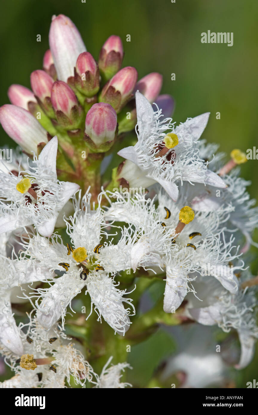 Bogbean (Menyanthes trifoliate), flower detail Stock Photo - Alamy