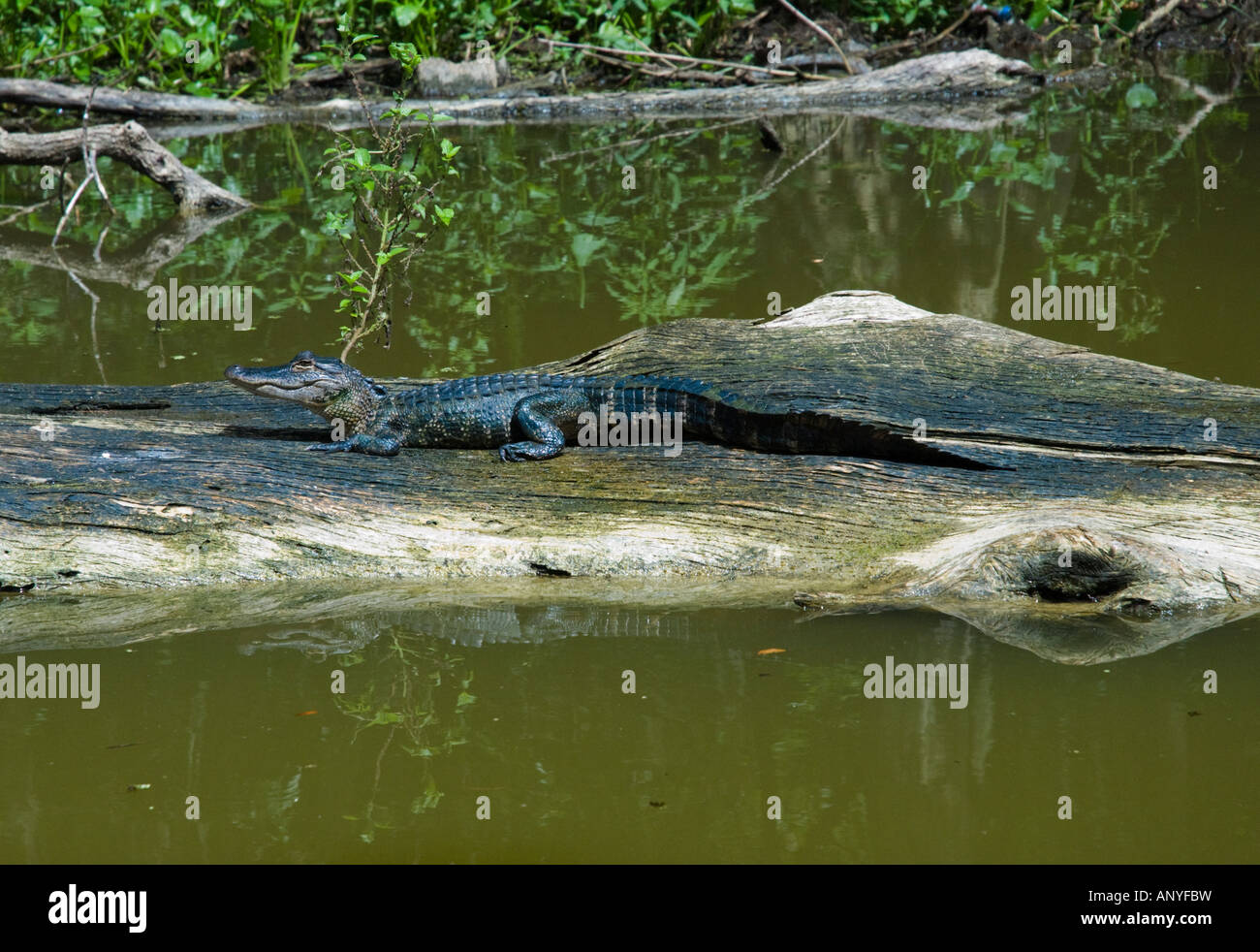 Young alligator basking on a log Stock Photo - Alamy