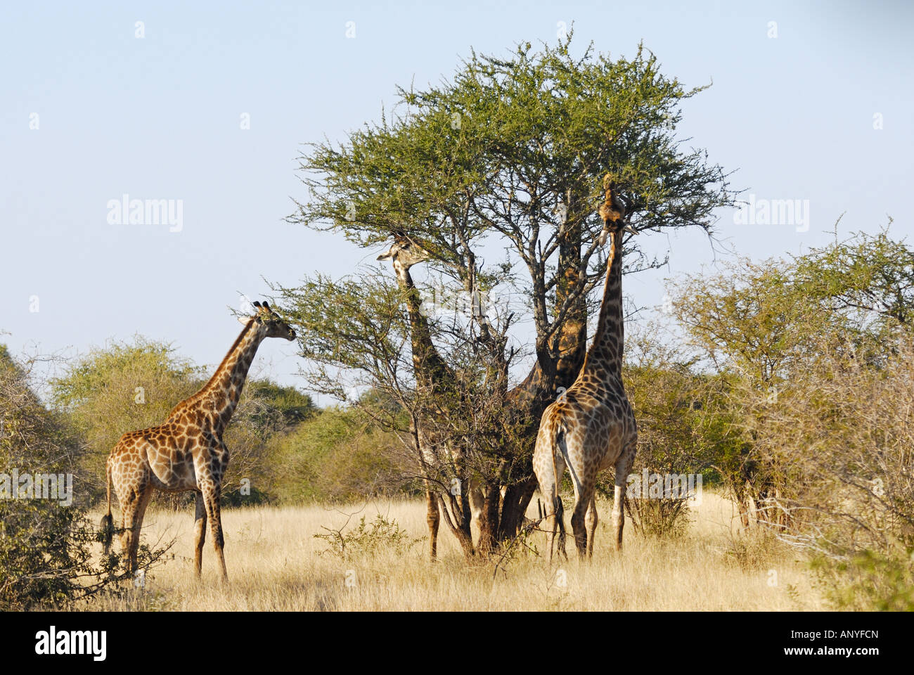 Group of giraffes eating trees hi-res stock photography and images - Alamy