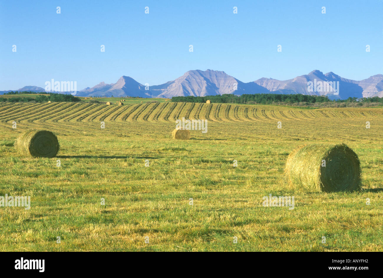 Canada, Alberta, Pincher Creek, Hay Harvest Stock Photo - Alamy
