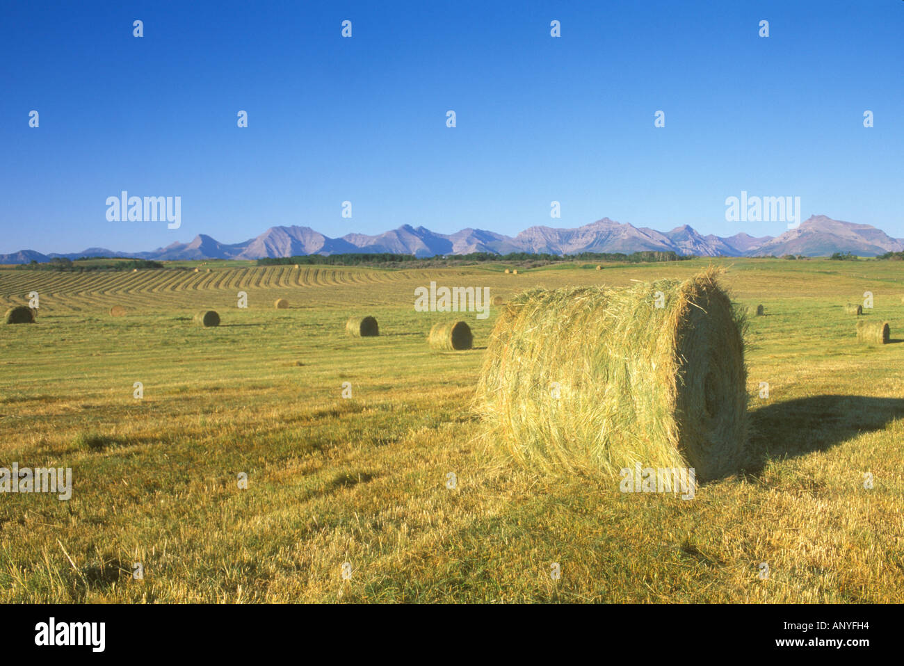 Canada, Alberta, Pincher Creek, Hay Harvest Stock Photo - Alamy