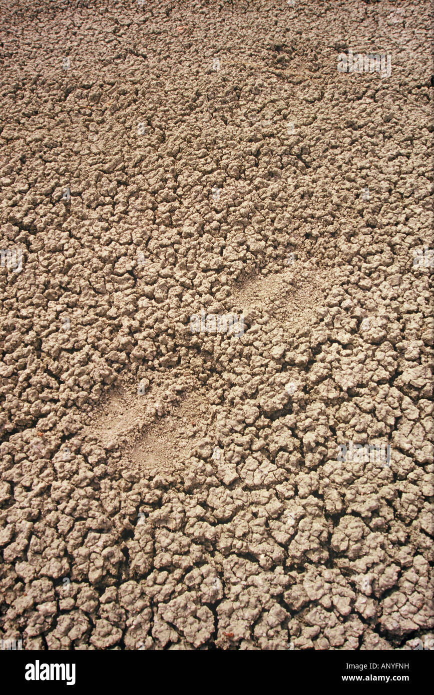Oryx Track High Resolution Stock Photography and Images - Alamy