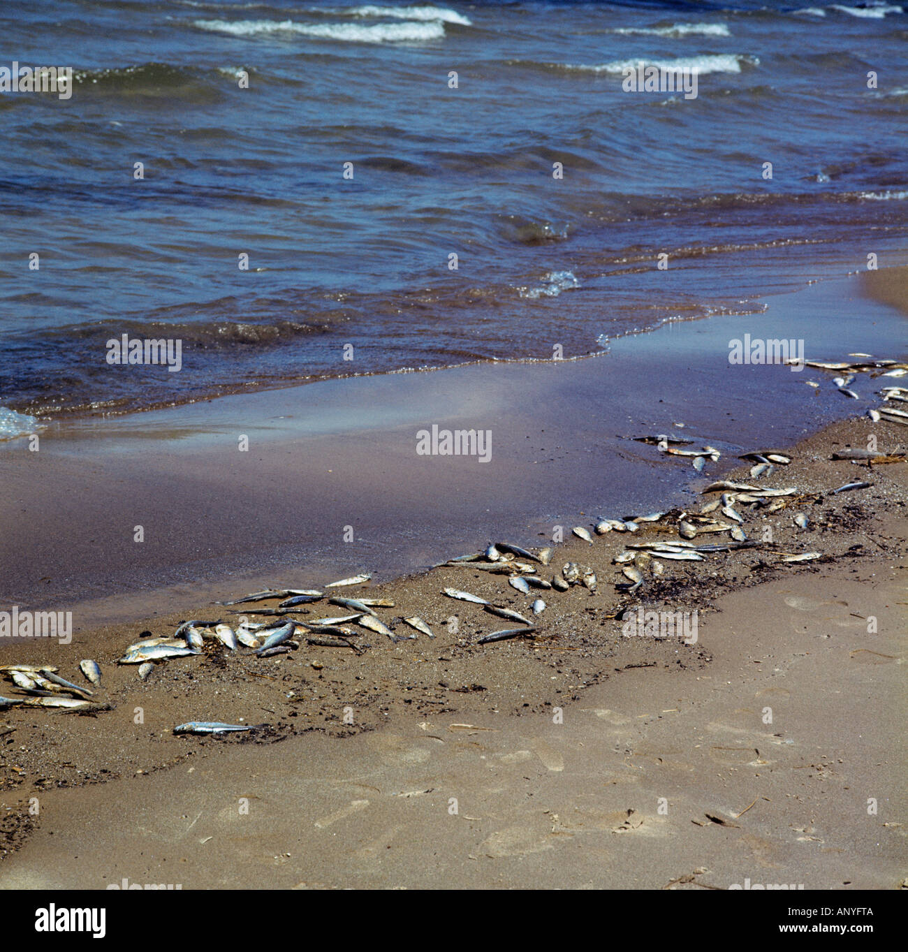 Dead Fish High Resolution Stock Photography and Images - Alamy