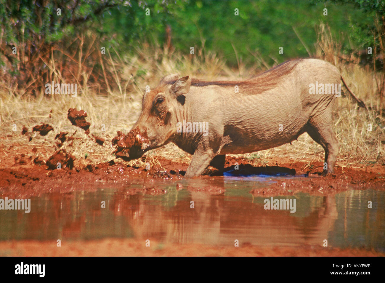 Flinging water hi-res stock photography and images - Alamy