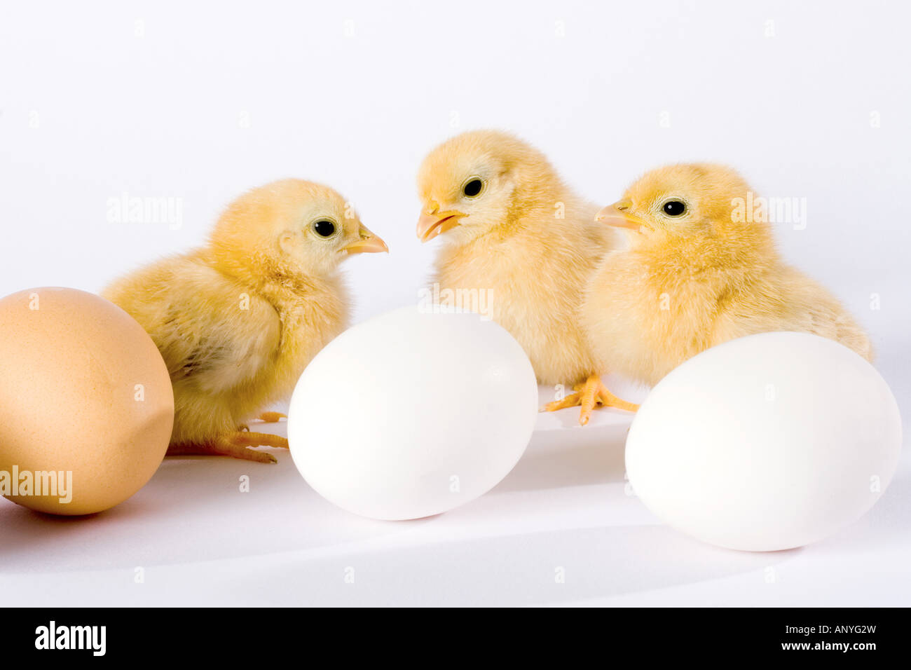 three chicks with eggs Stock Photo - Alamy