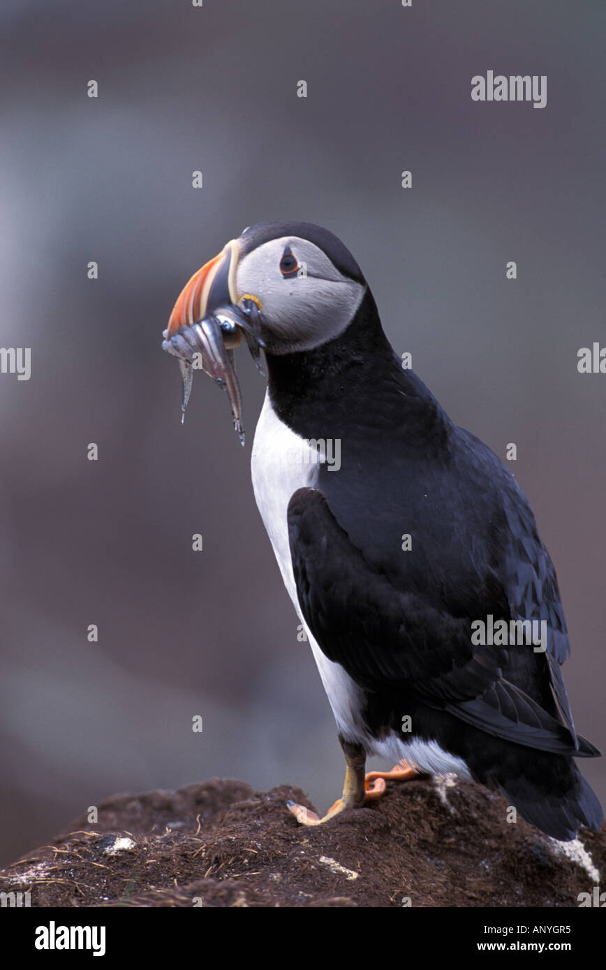 Atlantic puffin fish america hi-res stock photography and images - Alamy