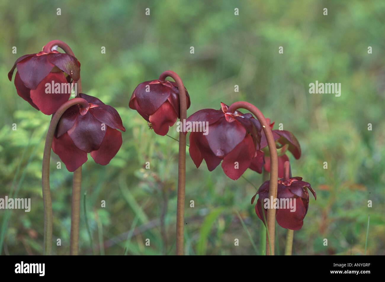 North America, Canada, Newfoundland, Pitcher Plants (Sarracenia ...
