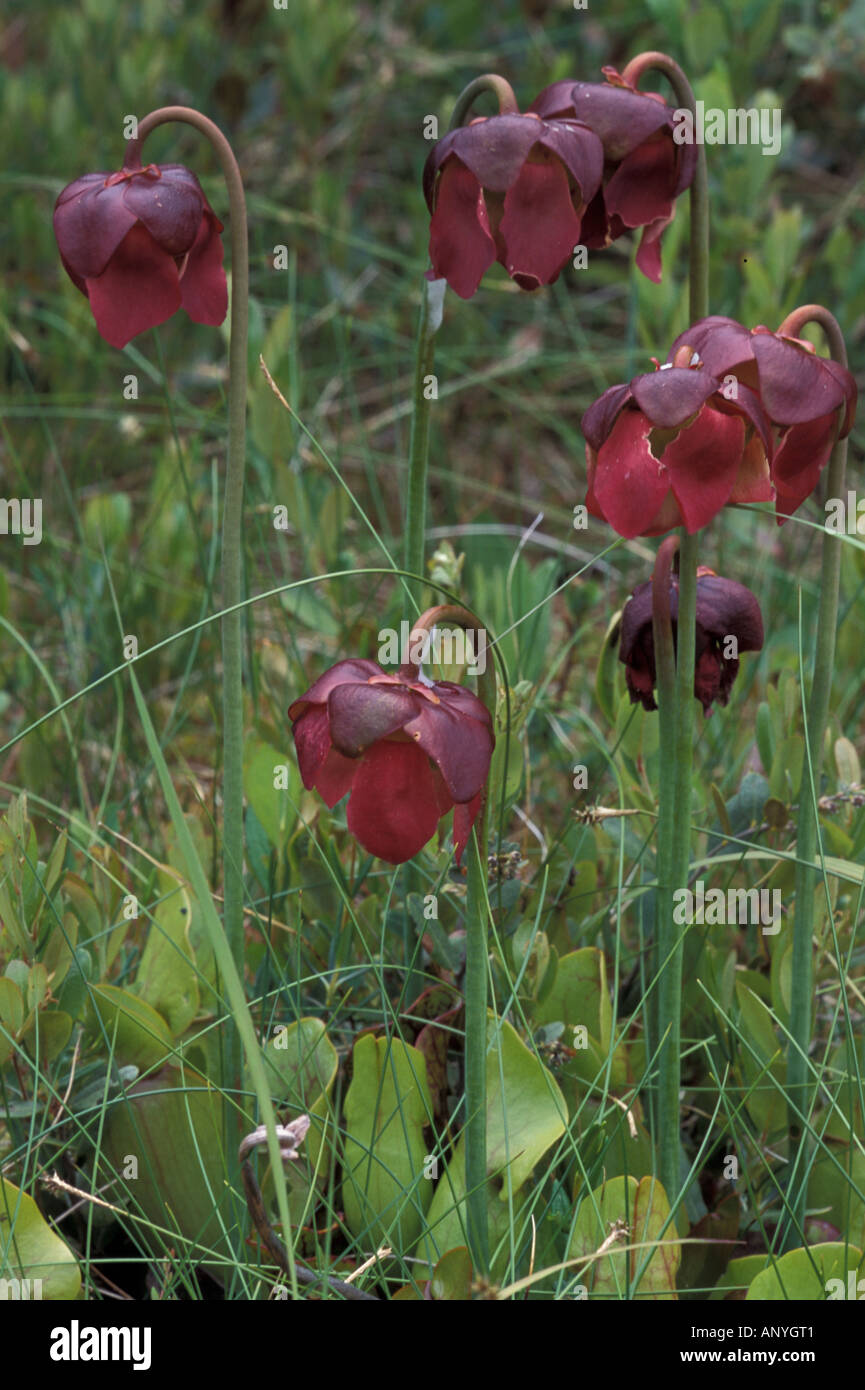 Sarracenia purpurea canada hi-res stock photography and images - Alamy