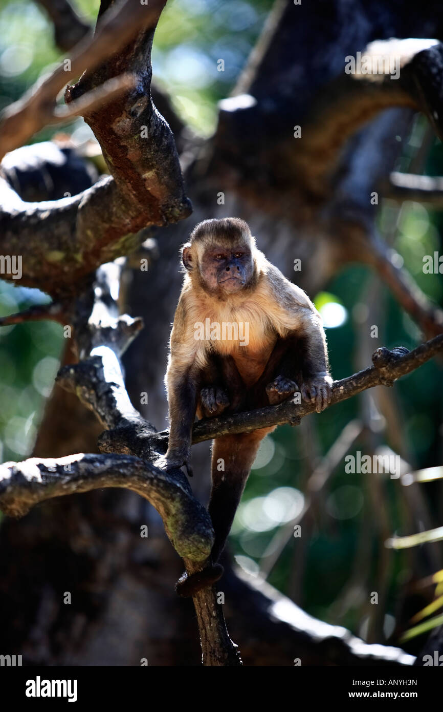 Brazilian Macaque monkey in trees of the rain forest Stock Photo - Alamy