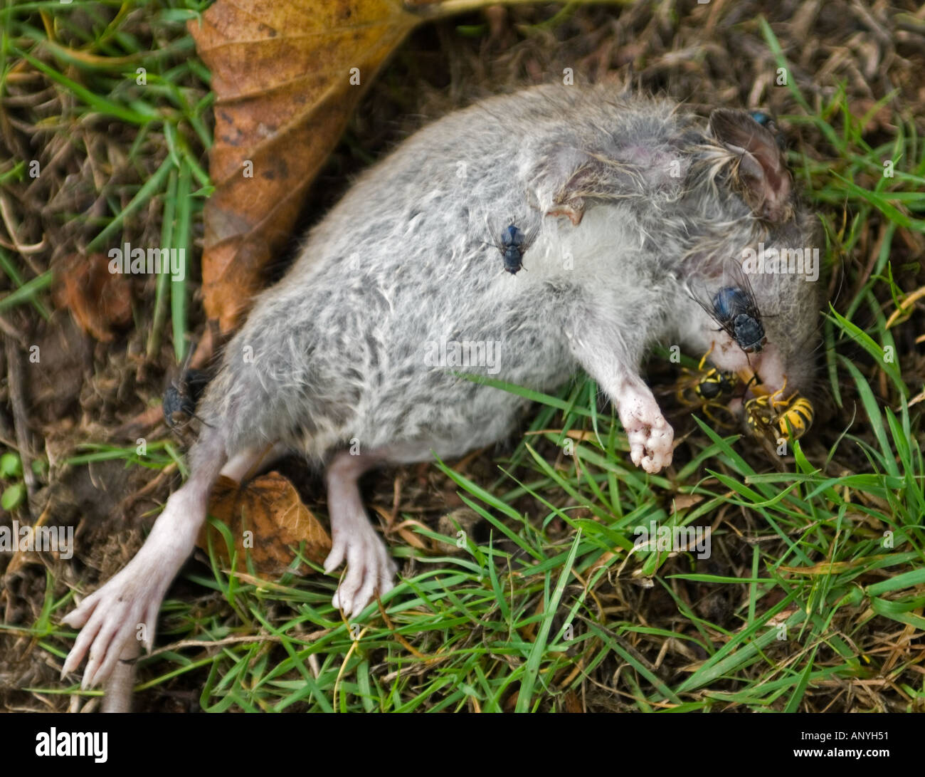 Wasps pest control hi-res stock photography and images - Alamy