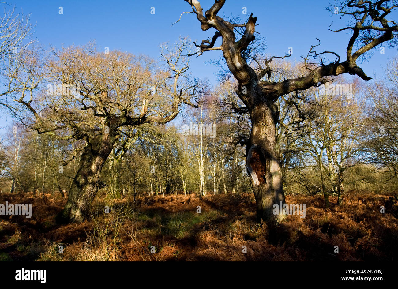 Decaying oak tree in the grounds of Blenheim Palace, Woodstock ...