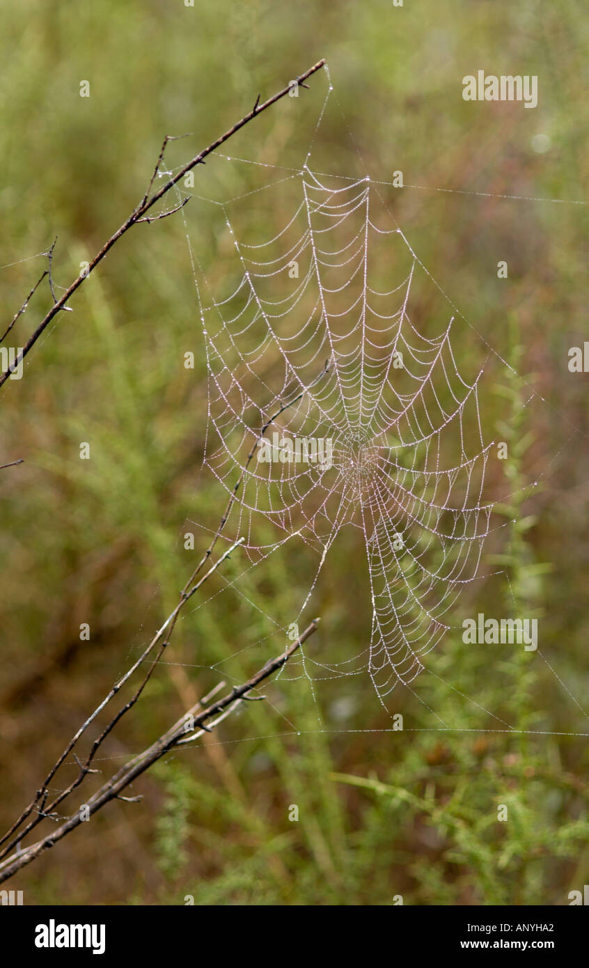 Water drops caught in an orb web, Doñana NP, Spain Stock Photo - Alamy