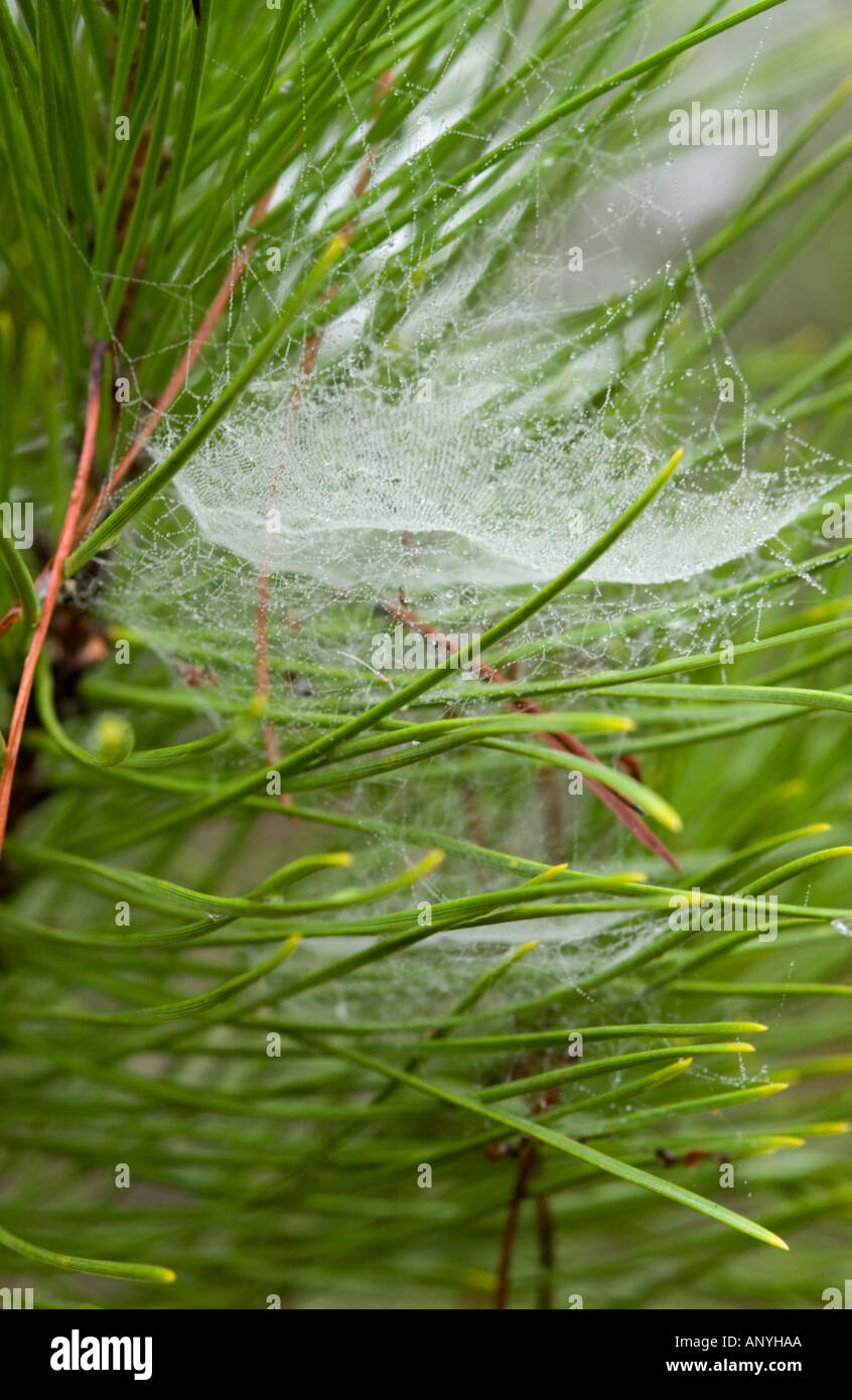 Sheet orb web of a Linyphiidae spider, Doñana NP, Spain Stock Photo - Alamy