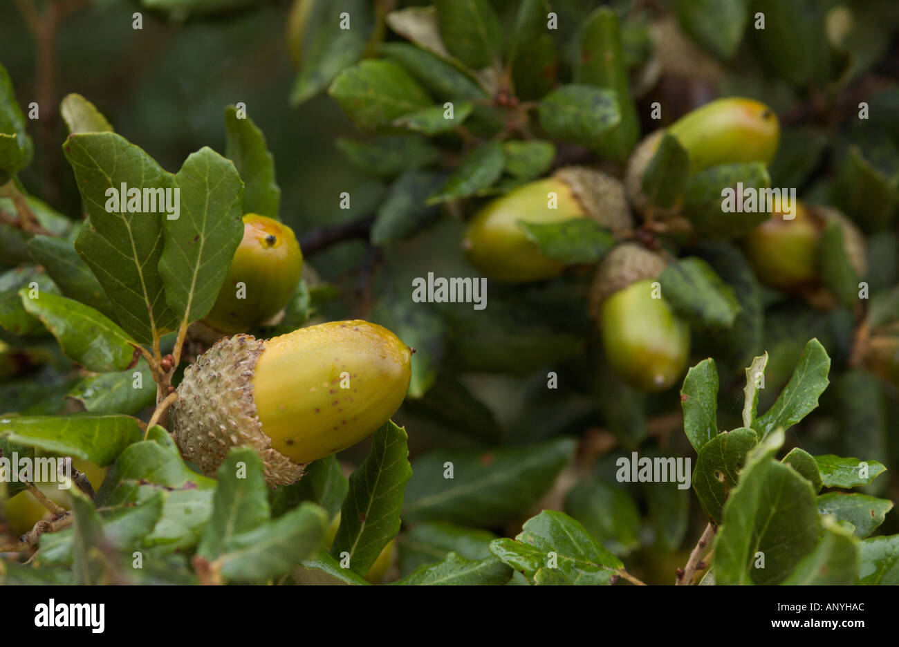 Oak quercus spp hi-res stock photography and images - Alamy
