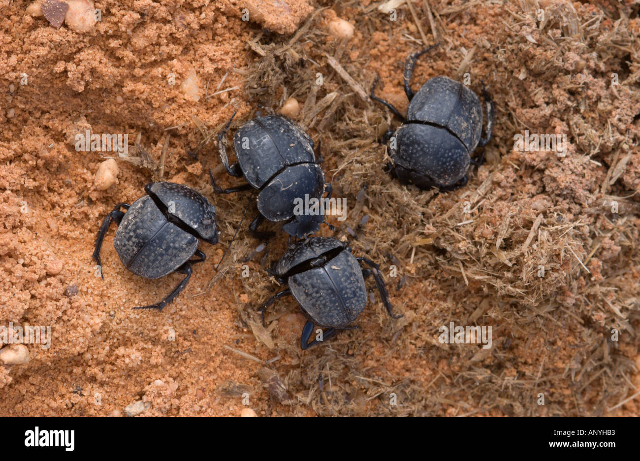 Dung beetle burying balls hi-res stock photography and images - Alamy