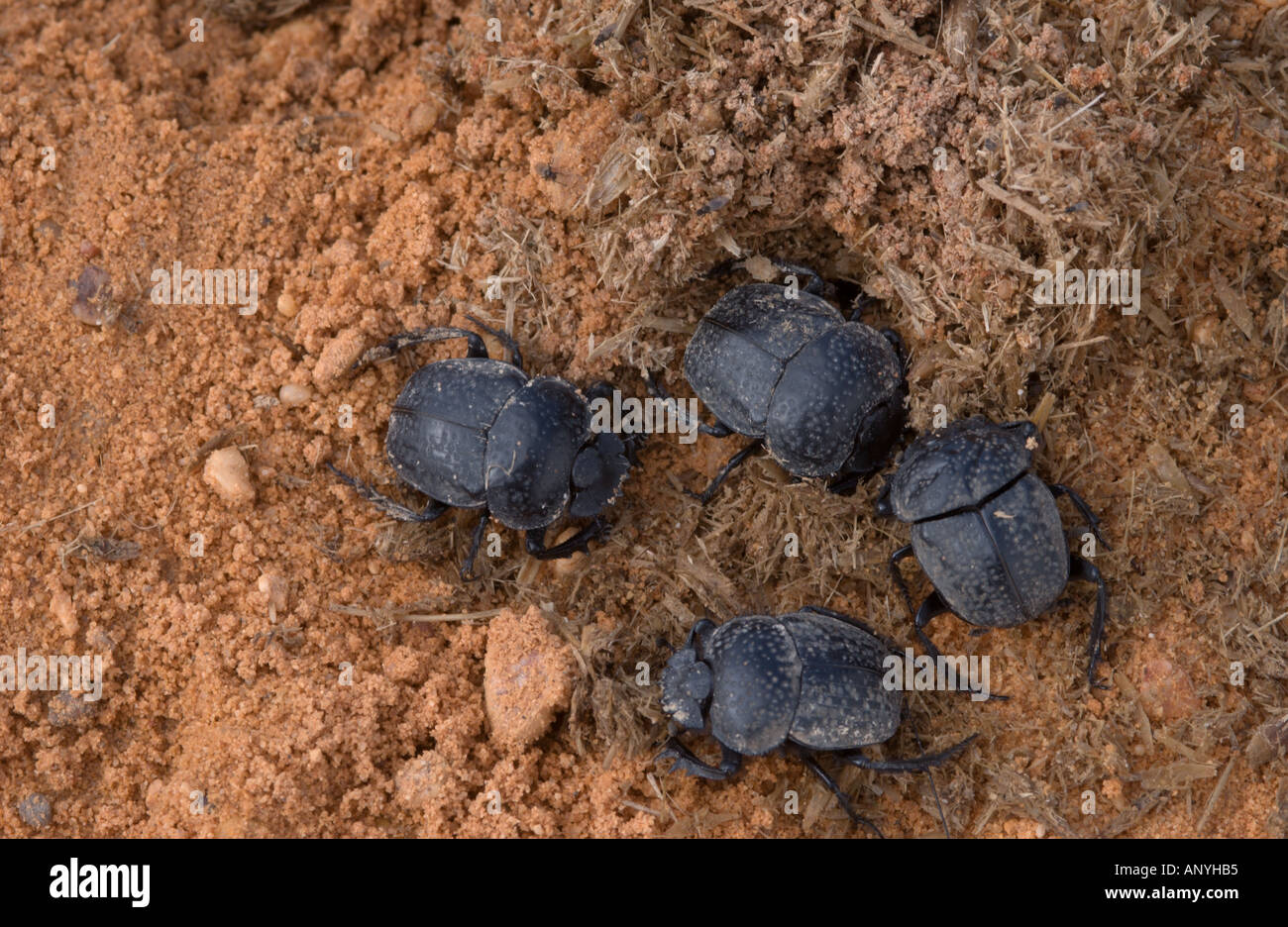 Scarabeus spp (probably semipunctatus) dung beetles digging and burying ...