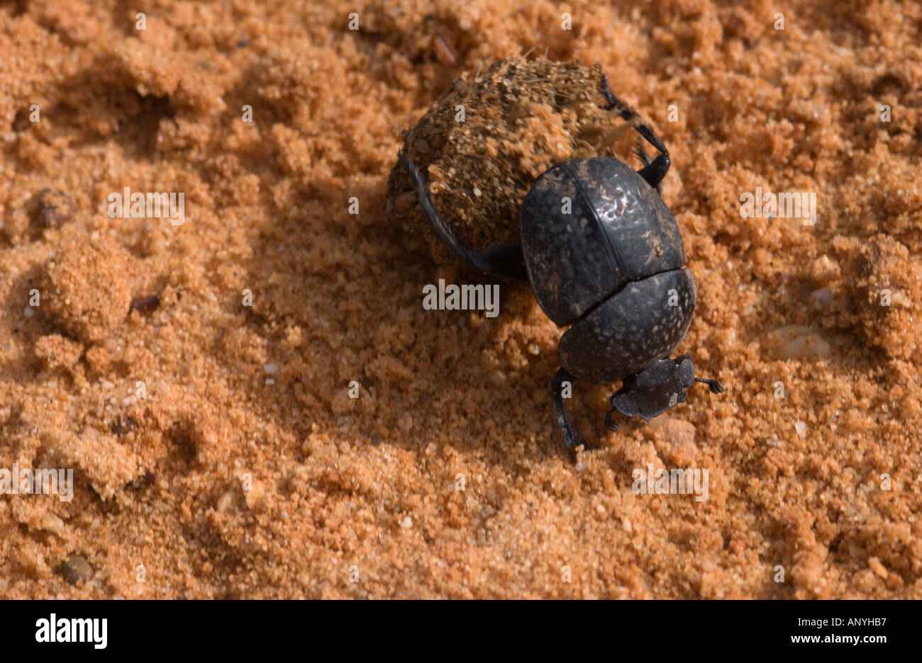 Scarabeus spp (probably semipunctatus) dung beetle transporting a dung ...