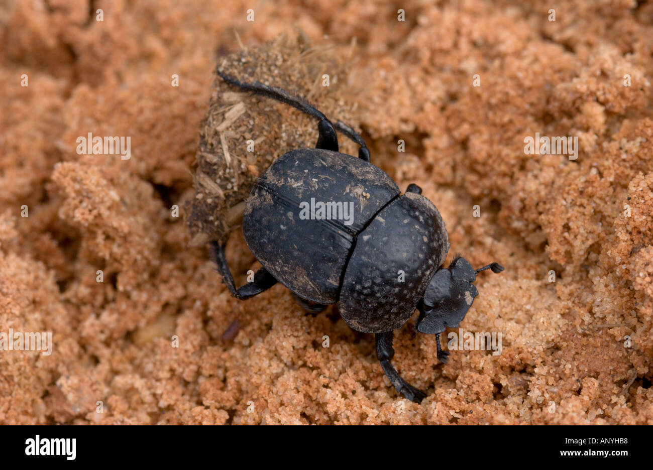 Scarabeus spp (probably semipunctatus) dung beetles digging and burying ...