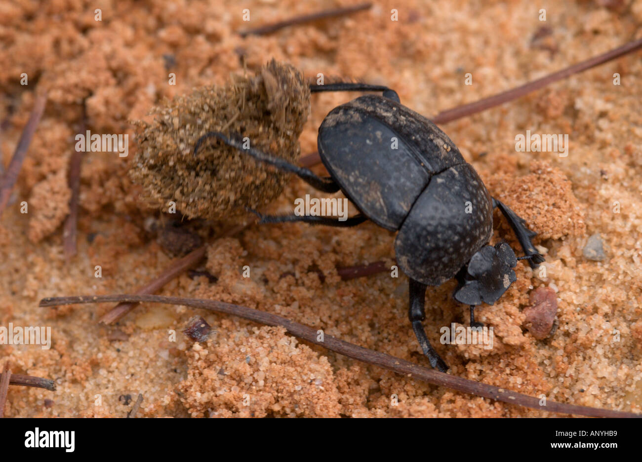 Scarabeus spp (probably semipunctatus) dung beetle transporting a dung ...