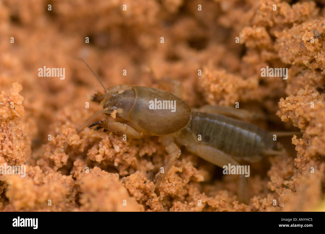 Mole Cricket (Gryllotalpa gryllotalpa) at the entrance of a burrow ...