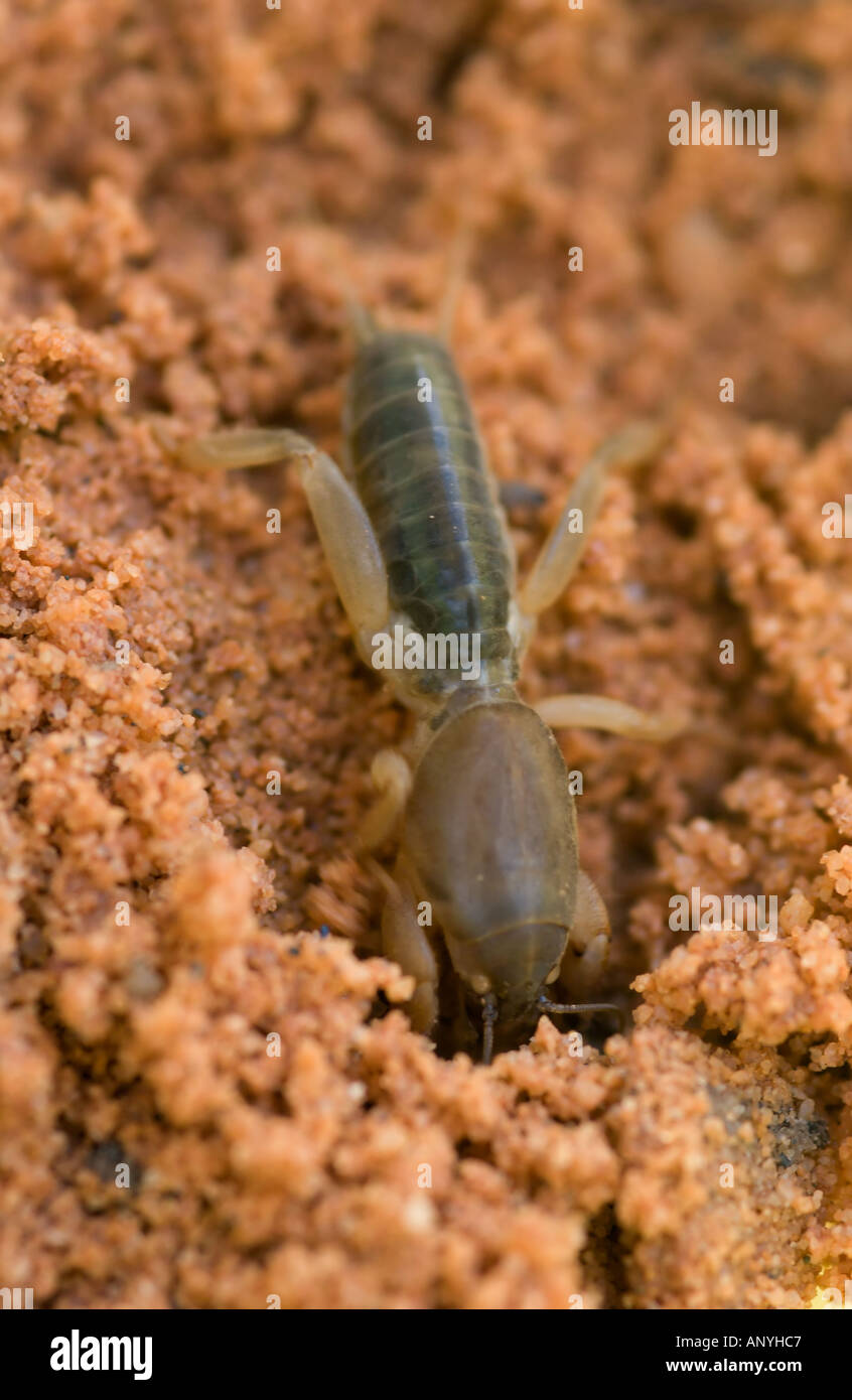 Mole cricket burrow hi-res stock photography and images - Alamy