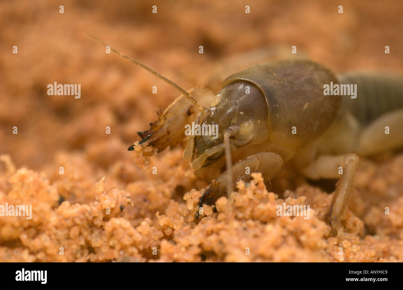 Mole cricket (Gryllotalpa gryllotalpa) excavating burrows in sand ...