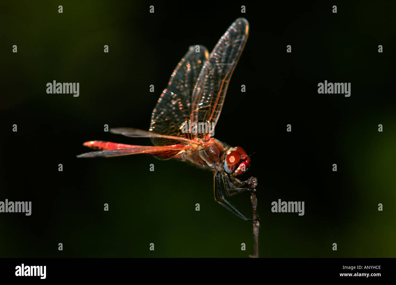 Sympetrum spp hi-res stock photography and images - Alamy