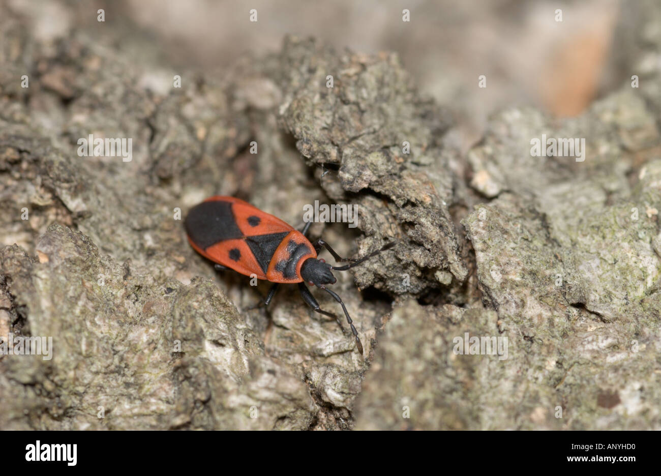 Fire Bug (Pyrrhocoris apterus) on bark of the cork oak Stock Photo - Alamy