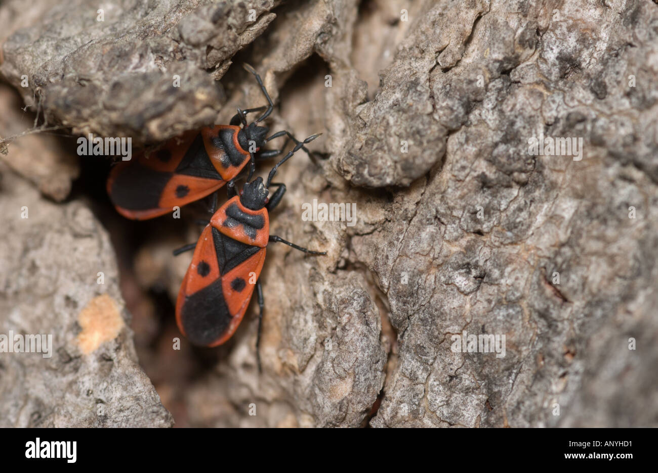 Fire Bugs (Pyrrhocoris apterus) on bark of the cork oak seeking shelter ...