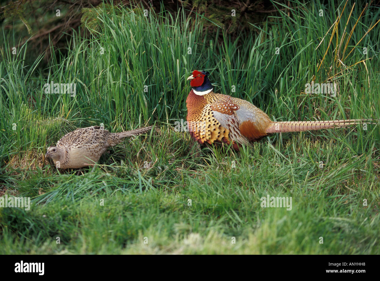 Ring necked pheasants hi-res stock photography and images - Alamy